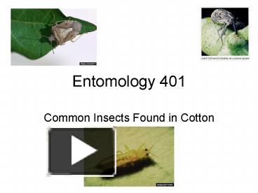 PPT – Entomology 401 PowerPoint presentation | free to view - id: 100a80-NWRhZ