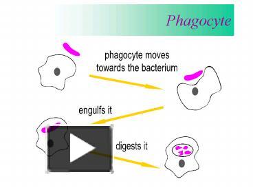 PPT – Phagocyte PowerPoint presentation | free to view - id: 107bff-ZDc1Z