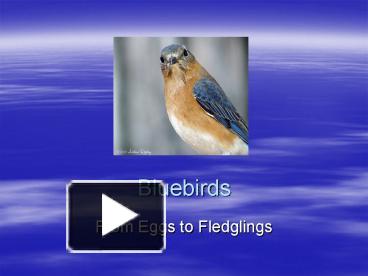PPT – Bluebirds PowerPoint presentation | free to view - id: 108ed-NDM1Y
