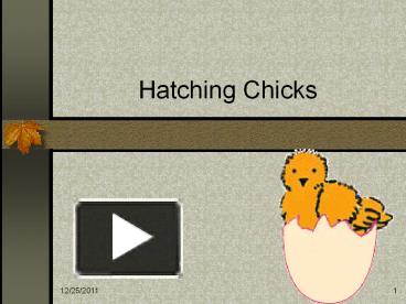 Hatching Chicks presentation | free to view