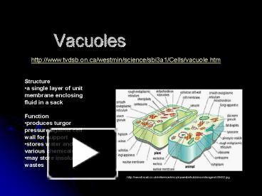 PPT – Vacuoles PowerPoint presentation | free to view - id: 1097b7-ZDc1Z