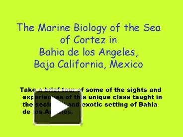 The Marine Biology of the Sea of Cortez in Bahia de los Angeles, Baja ...