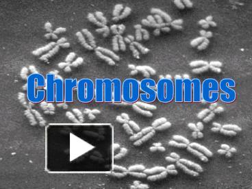 PPT – Chromosomes PowerPoint presentation | free to view - id: 10b60d-YmI2M