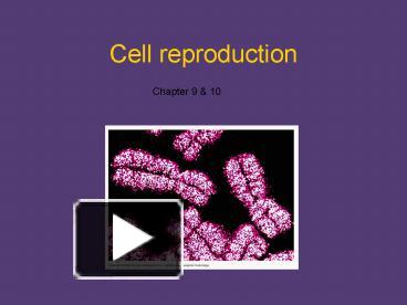 PPT – Cell reproduction PowerPoint presentation | free to view - id ...