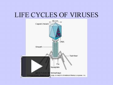 LIFE CYCLES OF VIRUSES presentation | free to view