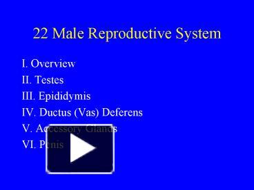 22 Male Reproductive System presentation | free to view