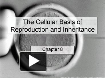 The Cellular Basis of Reproduction and Inheritance presentation | free ...
