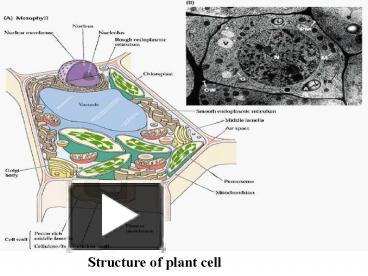 PPT – Structure of plant cell PowerPoint presentation | free to view ...
