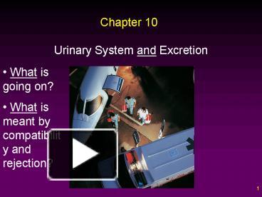 Urinary System and Excretion presentation | free to view