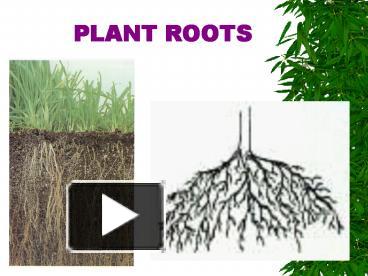 PPT – PLANT ROOTS PowerPoint presentation | free to view - id: 11517d-NjRlZ