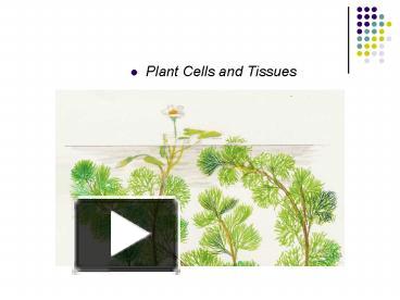 Plant Cells and Tissues presentation | free to view