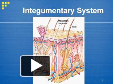 Integumentary System presentation | free to view