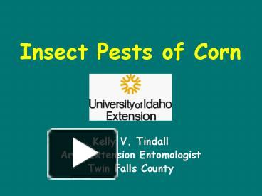 Insect Pests of Corn presentation | free to view