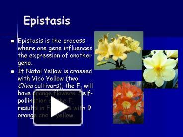Epistasis presentation | free to view