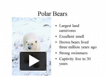 Polar Bears presentation | free to view