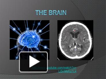 PPT – The Brain PowerPoint presentation | free to view - id: 11b890-ZDVhN