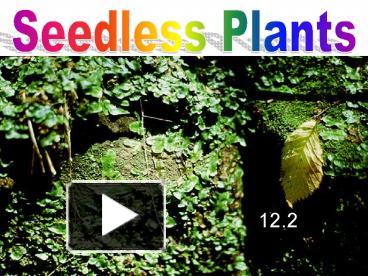 PPT – Seedless Plants PowerPoint presentation | free to view - id ...