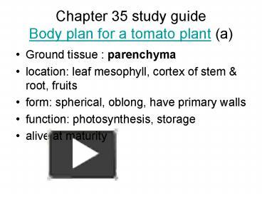 PPT – Chapter 35 study guide Body plan for a tomato plant a PowerPoint presentation | free to ...