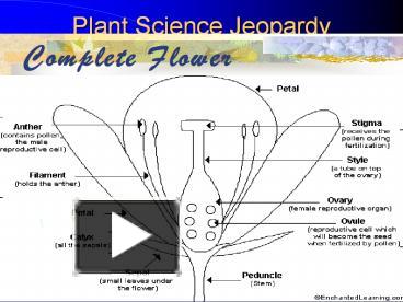 Plant Science Jeopardy presentation | free to download