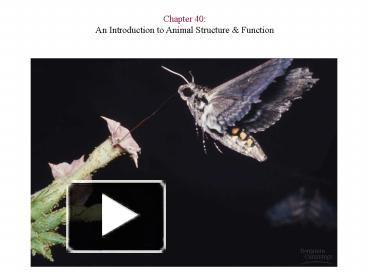 PPT – An Introduction to Animal Structure PowerPoint presentation ...