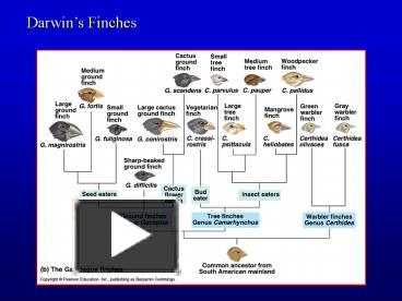 PPT – Darwins Finches PowerPoint presentation | free to view - id ...