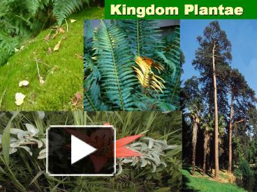 Kingdom Plantae presentation | free to view