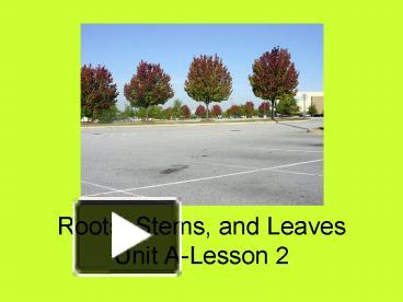 PPT – Roots, Stems, and Leaves Unit ALesson 2 PowerPoint presentation ...