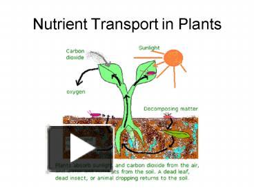 Nutrient Transport in Plants presentation | free to view