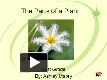 The Parts of a Plant presentation | free to view