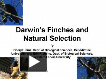 PPT – Darwins Finches and Natural Selection PowerPoint presentation ...