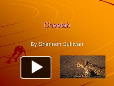 Cheetah presentation | free to view
