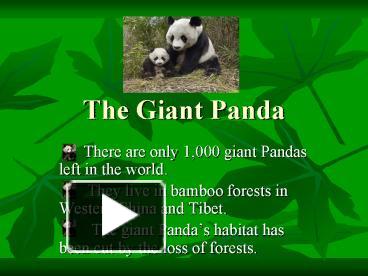 The Giant Panda presentation | free to view