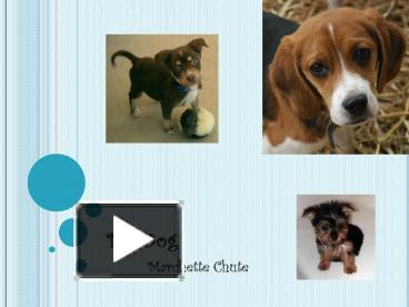 My Dog presentation | free to view