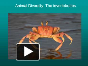 PPT – Animal Diversity: The invertebrates PowerPoint presentation ...