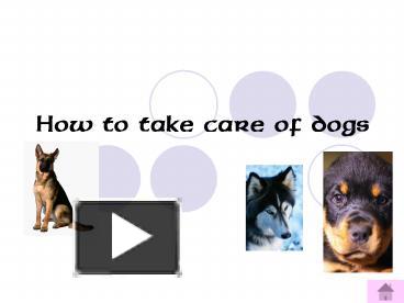 How to take care of dogs presentation | free to view