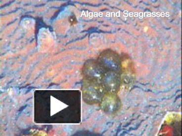 Algae and Seagrasses presentation | free to view