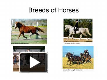 Breeds of Horses presentation | free to view