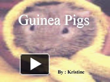 Guinea Pigs presentation | free to view