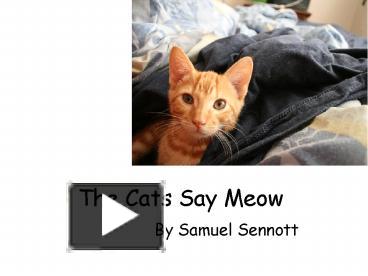 PPT – The Cats Say Meow PowerPoint presentation | free to download - id ...
