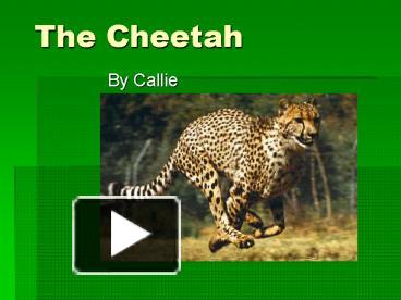 The Cheetah presentation | free to view