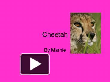 PPT – Cheetah PowerPoint presentation | free to view - id: 15508c-Zjg0Z