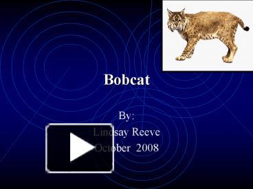Bobcat presentation | free to view