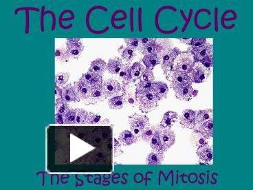 PPT – The Cell Cycle PowerPoint presentation | free to view - id ...