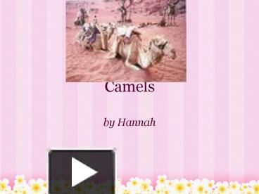 Camels presentation | free to view