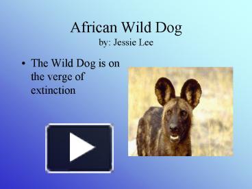 PPT – African Wild Dog by: Jessie Lee PowerPoint presentation | free to ...