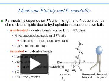 Membrane Fluidity and Permeability presentation | free to view