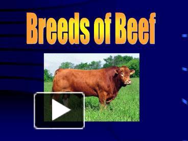 PPT – Breeds of Beef PowerPoint presentation | free to view - id ...