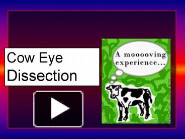 Cow Eye Dissection presentation | free to view