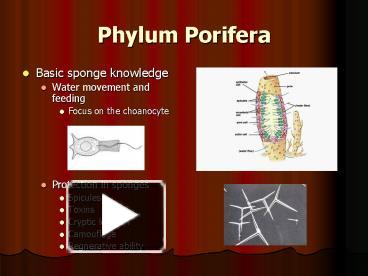 PPT – Phylum Porifera PowerPoint presentation | free to view - id ...