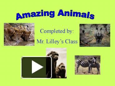 Amazing Animals presentation | free to view